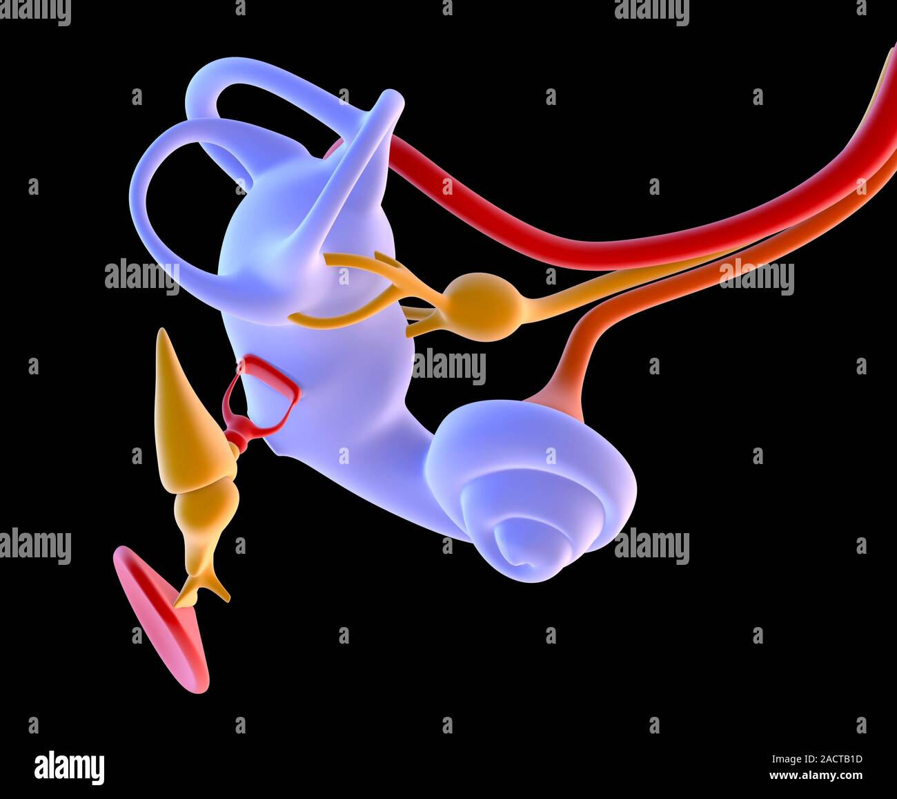 Inner ear anatomy. Computer artwork of a section through the inner part ...