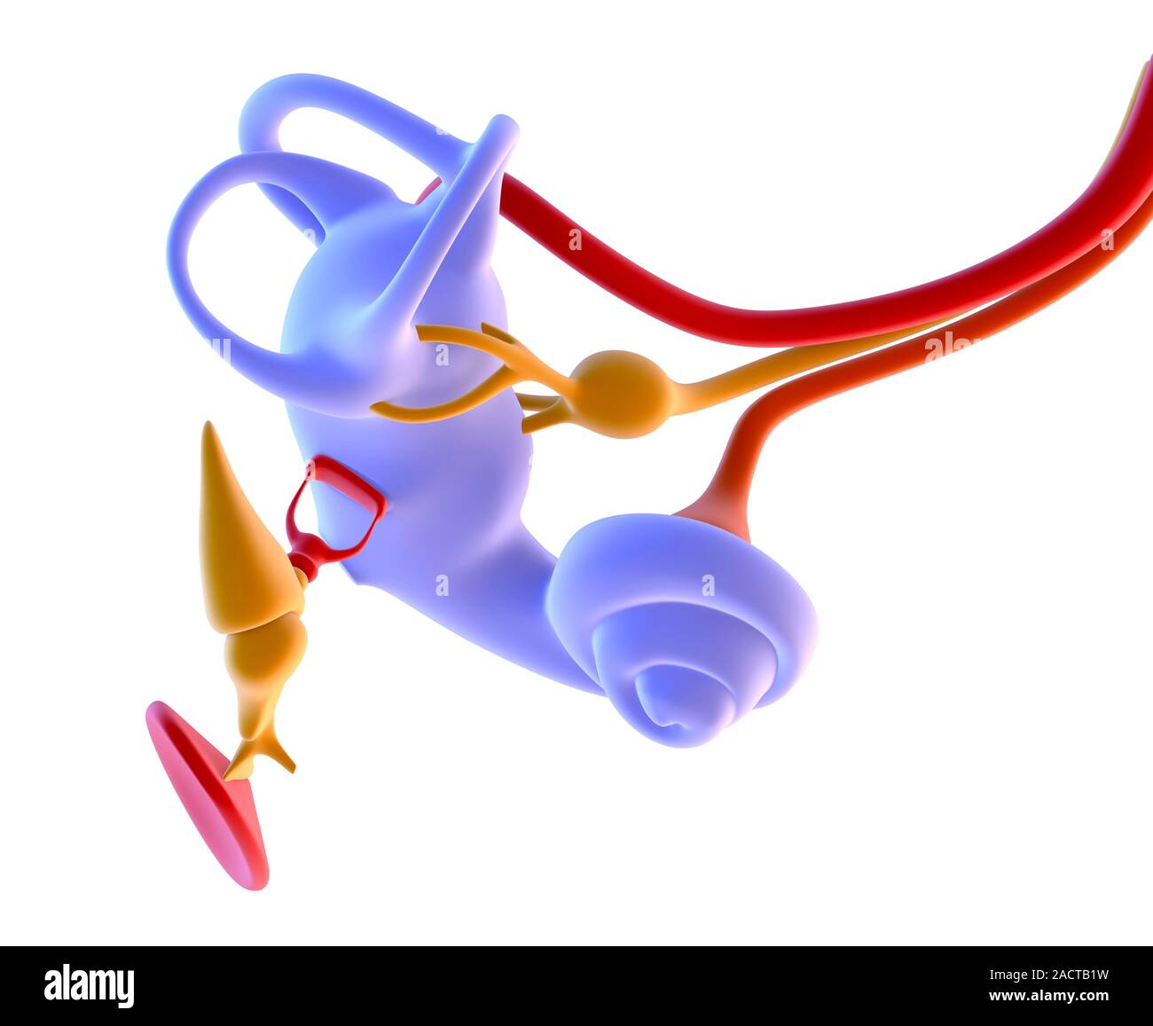 Inner ear anatomy. Computer artwork of a section through the inner part ...