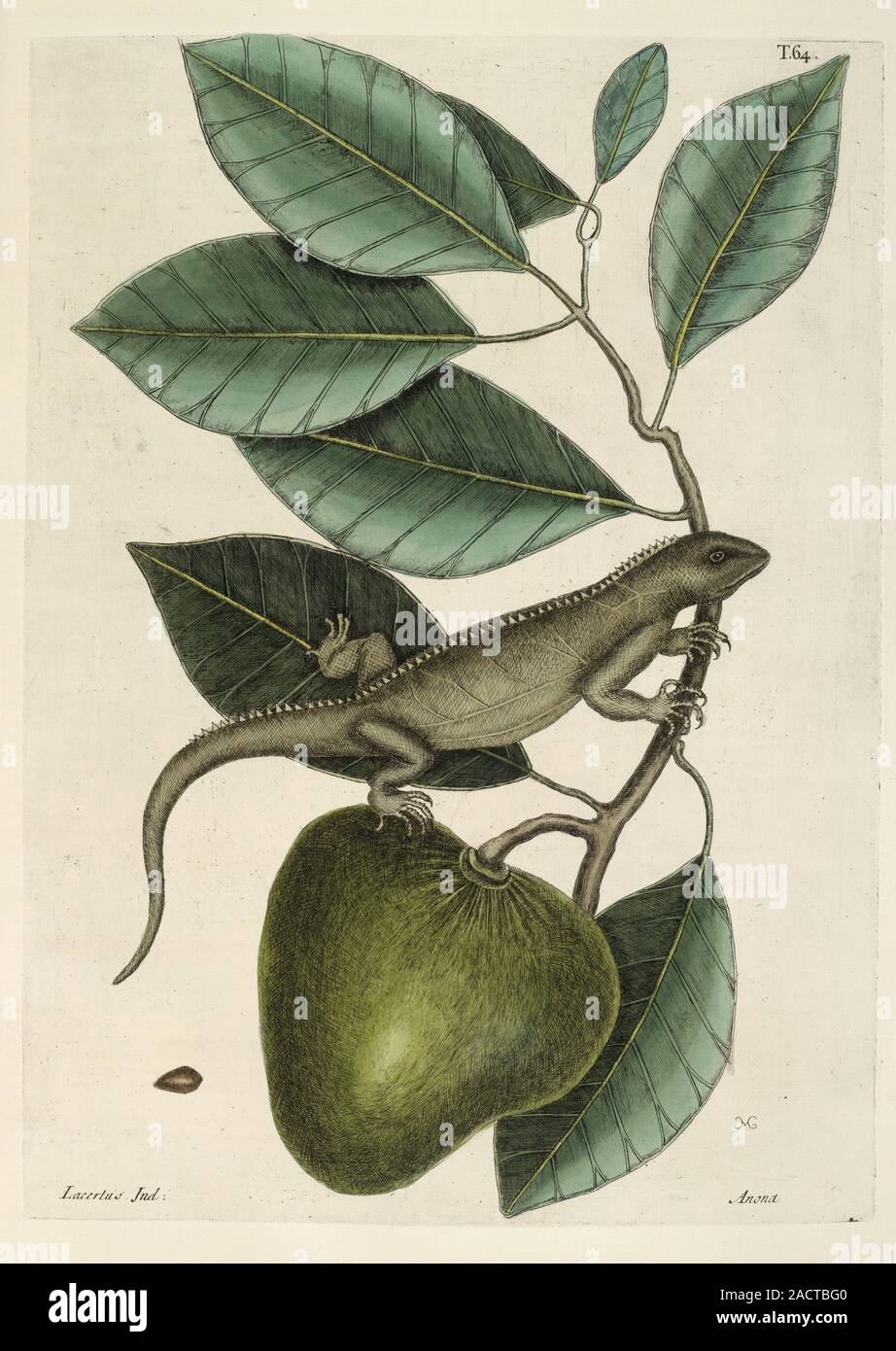 Iguana, The Guana. The plant is named as Anona maxima. A small fruit ...