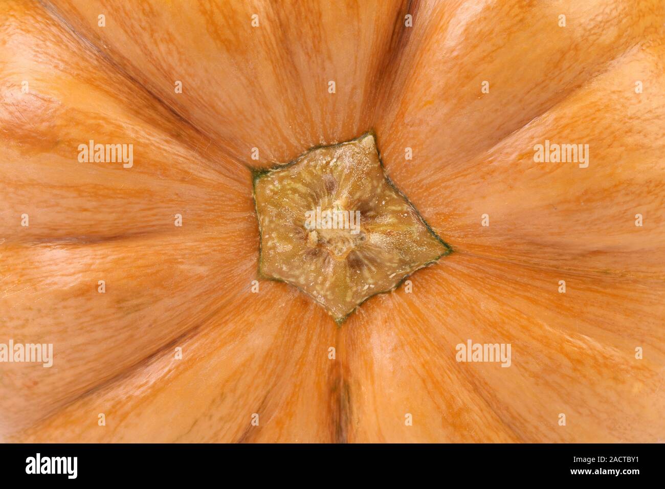 Pumpkin bottom hi-res stock photography and images - Alamy