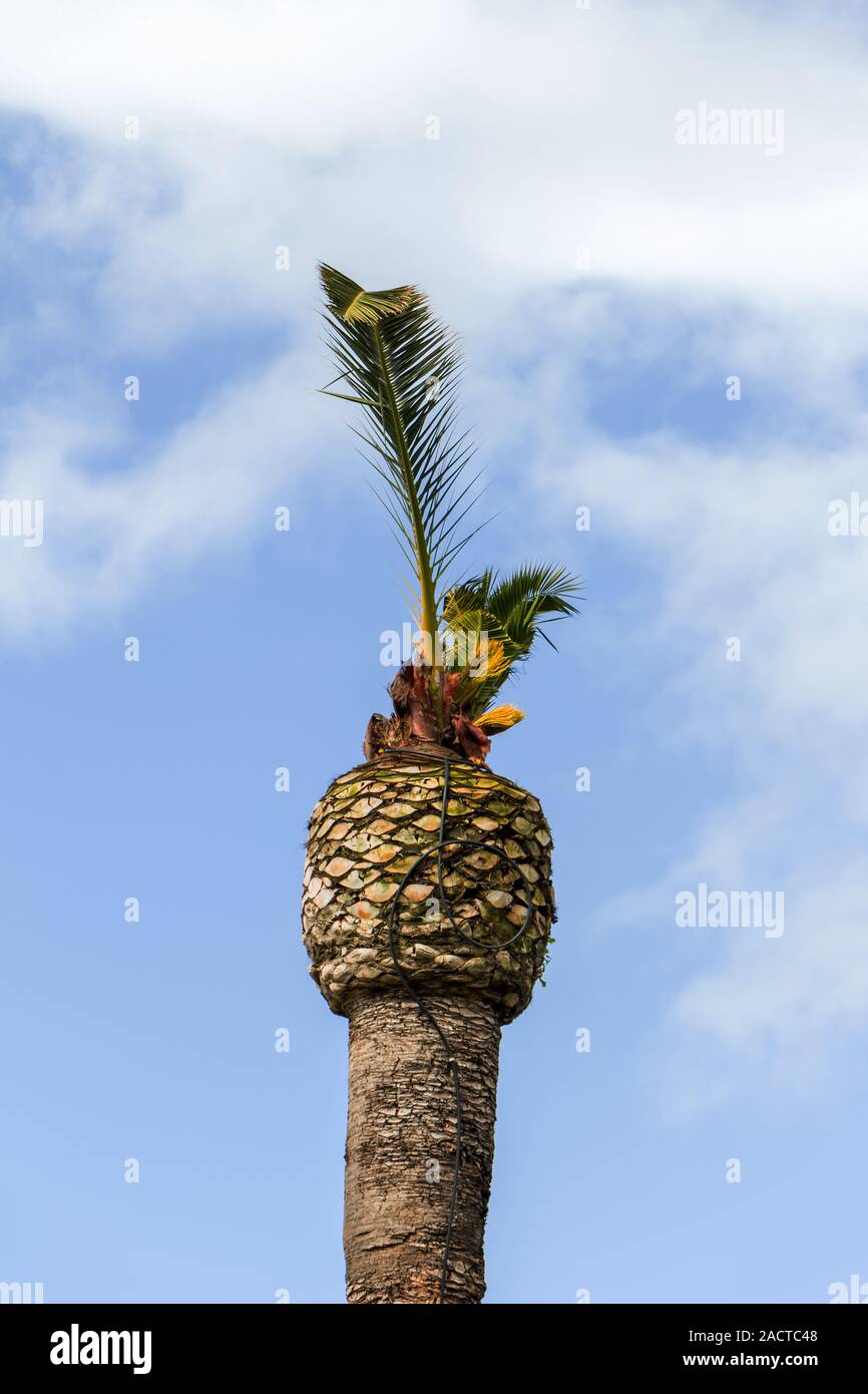 Back palm hi-res stock photography and images - Alamy
