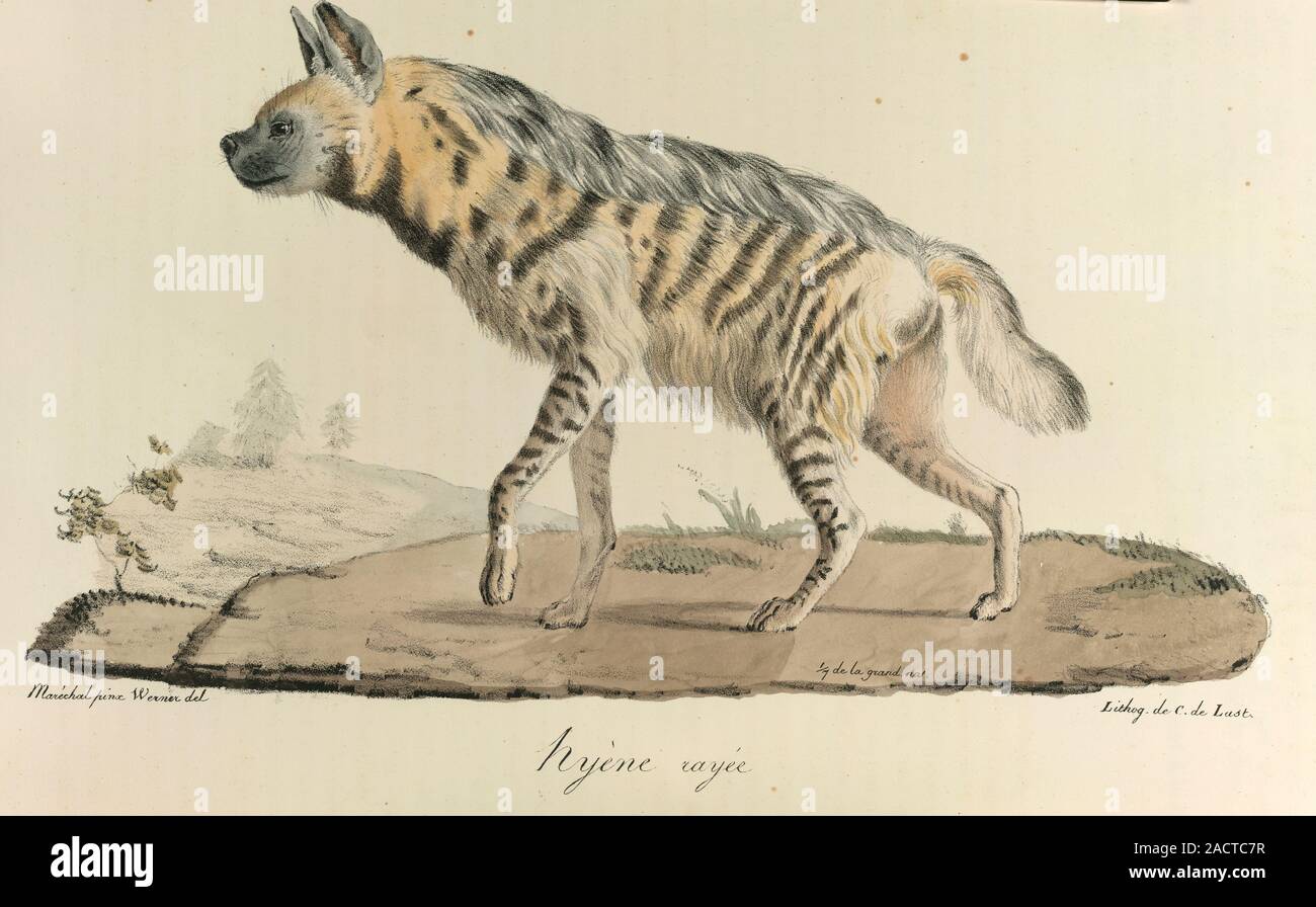 A striped hyena Stock Photo - Alamy