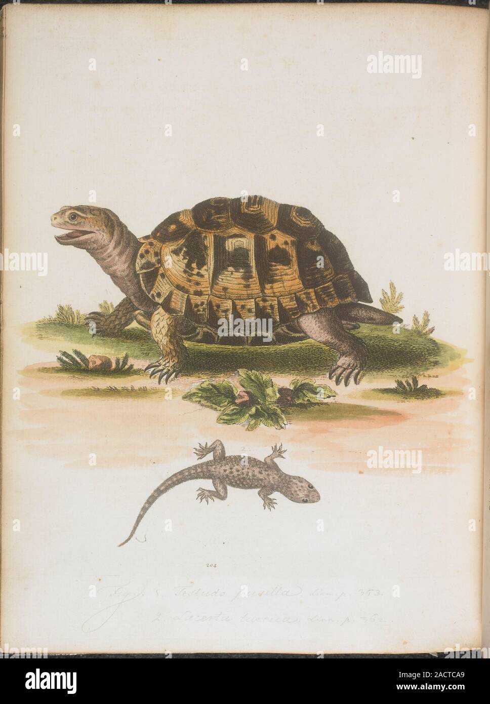 Tortoise and lizard, The African land tortoise. The small sotted grey ...