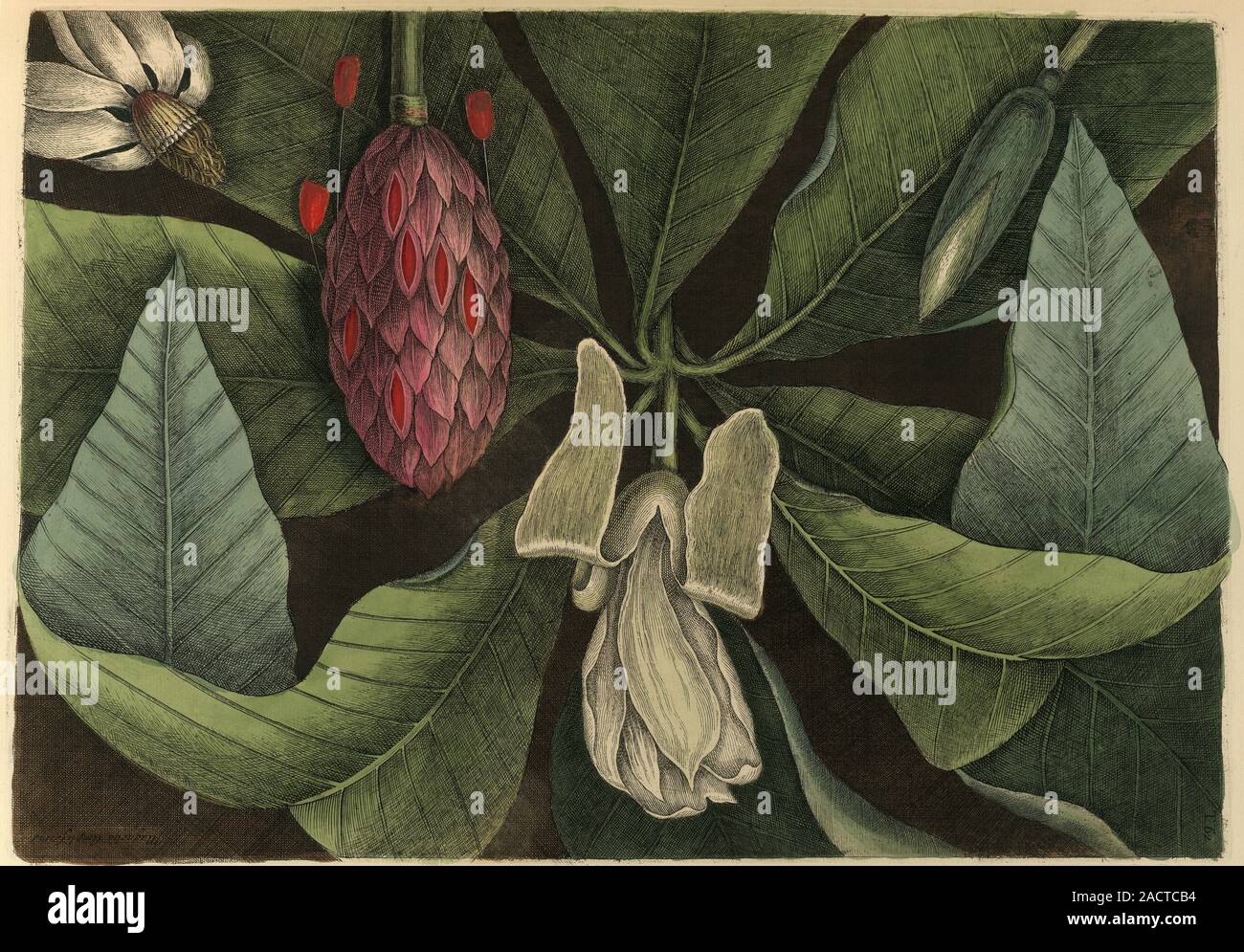 Magnolia, The umbrella tree. Image taken from The Natural History of ...