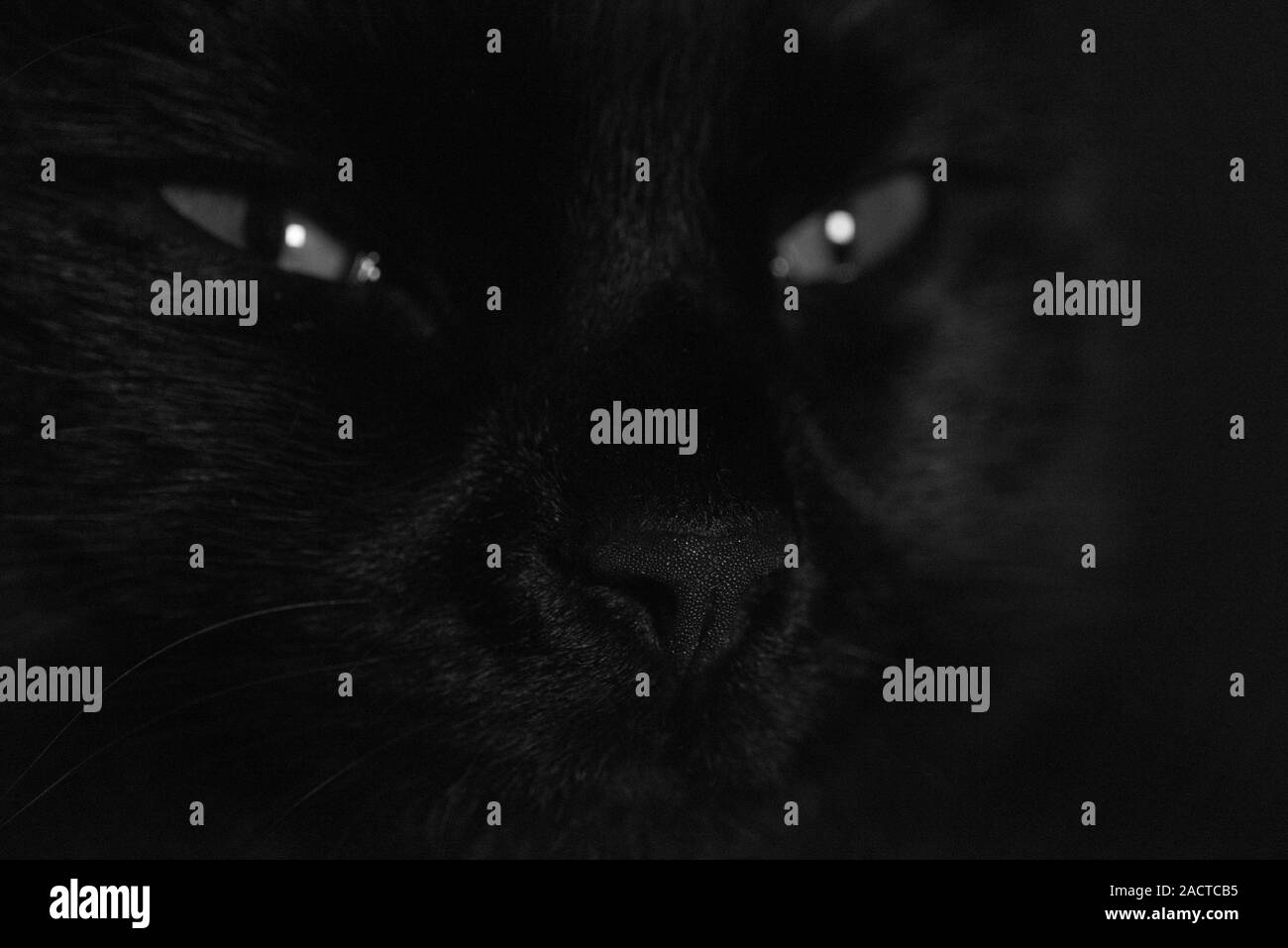 Illustration curious black cat Black and White Stock Photos & Images ...