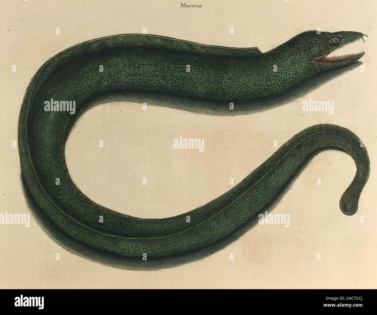 Murae maculata, nigra and viridis, The muray. Image taken from The ...