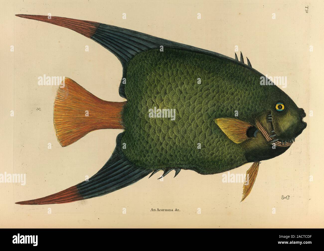 Acarauna major pinnis cornutis, The angel fish. Image taken from The ...