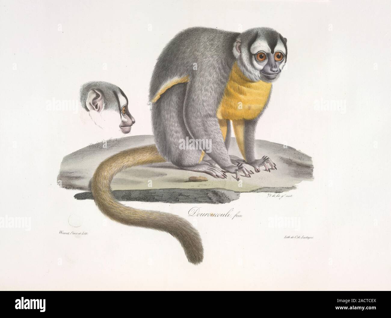 A Douroucouli or night monkey (Aotus trivirgatus Stock Photo - Alamy