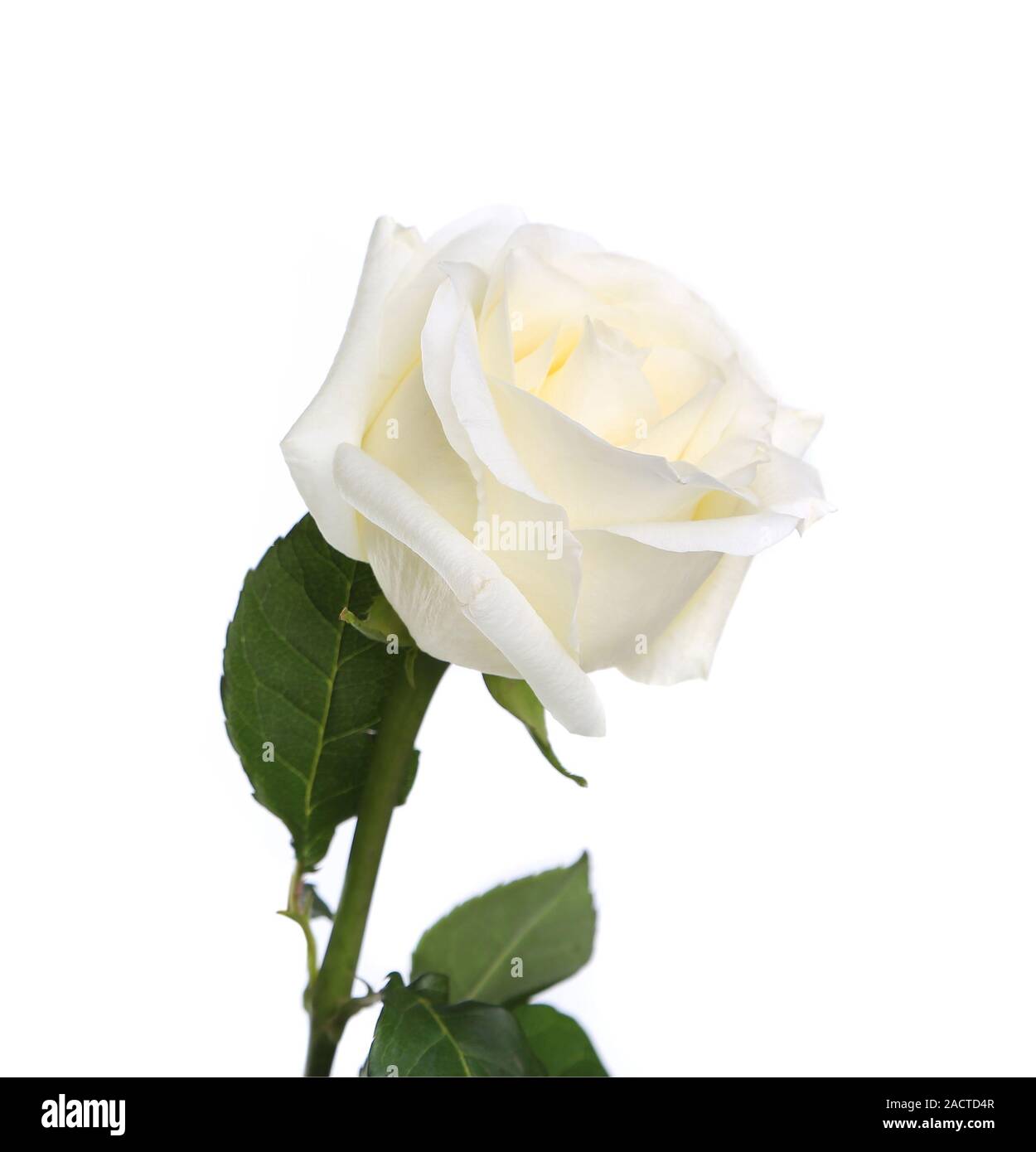 White rose stem hi-res stock photography and images - Alamy