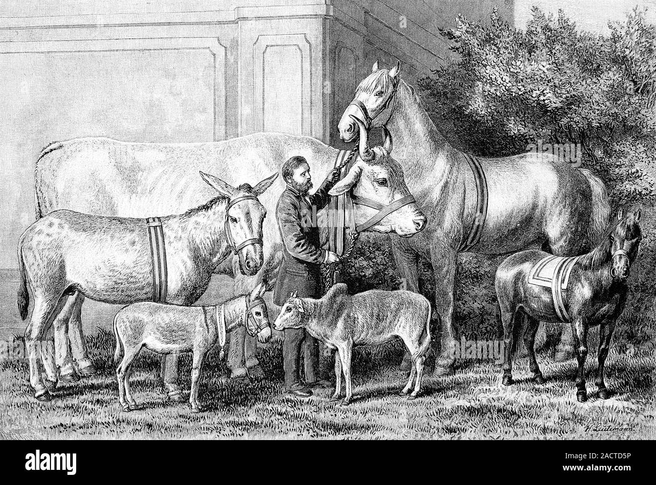 Gigantism and dwarfism in farm animals. 1883 engraving depicting the ...