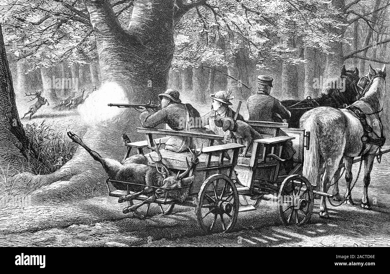 19th Century game drive. 1883 engraving of men hunting deer in a ...