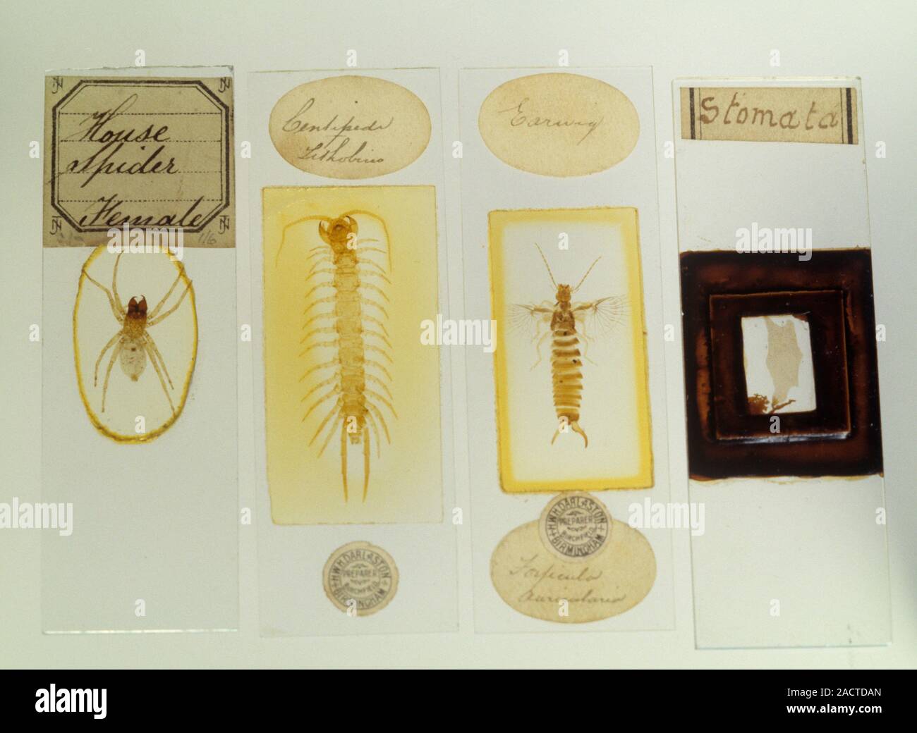 Set of four microscope slides dating from around 1880, England. From ...