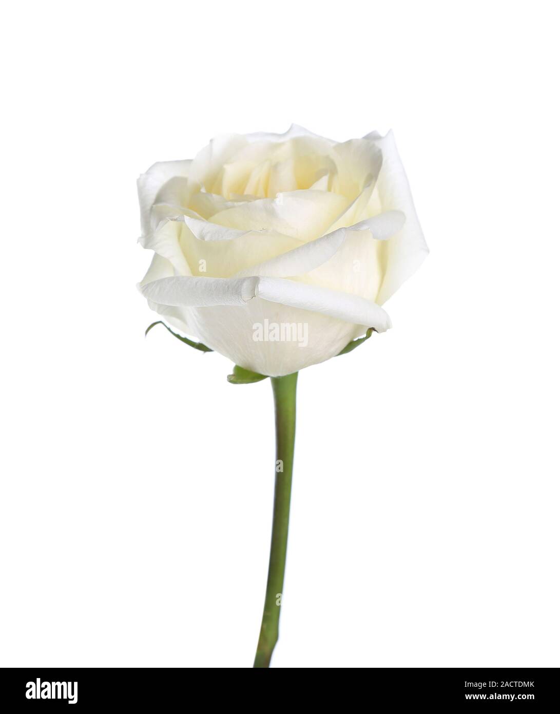 Reflection of rose Cut Out Stock Images & Pictures - Alamy