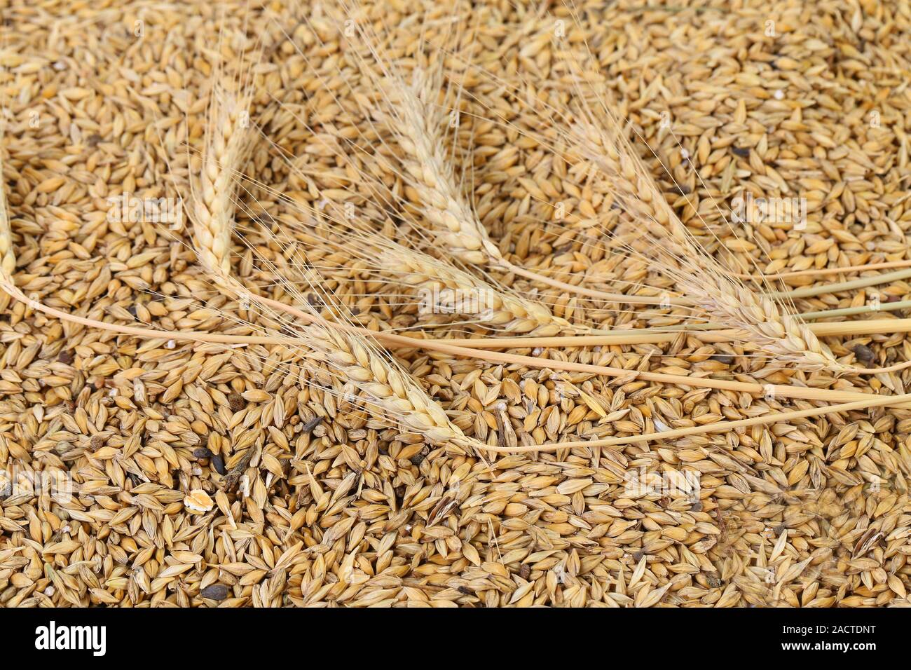 Blend of different grains. Close up Stock Photo - Alamy