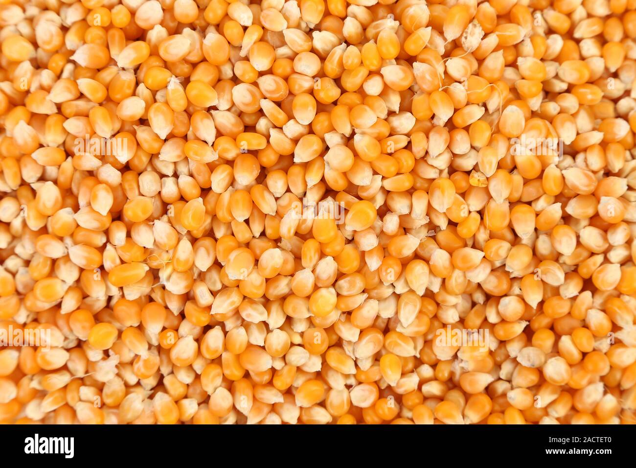 Bulk of corn grains. Close up Stock Photo - Alamy