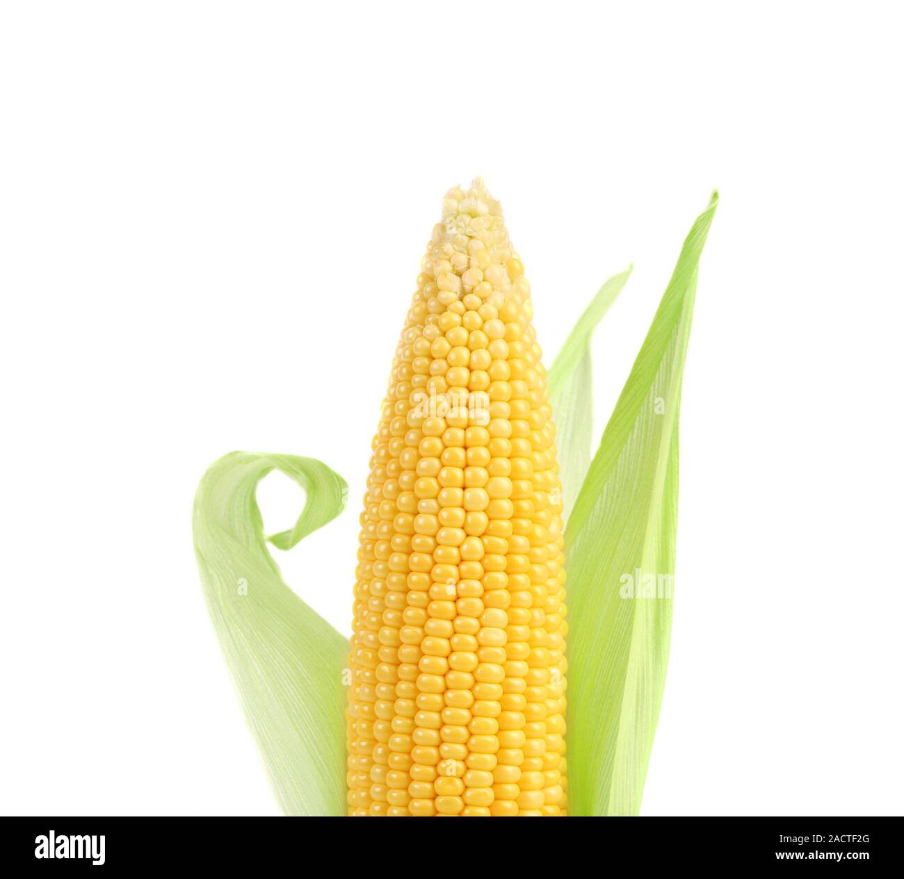 Maize big cob hi-res stock photography and images - Alamy