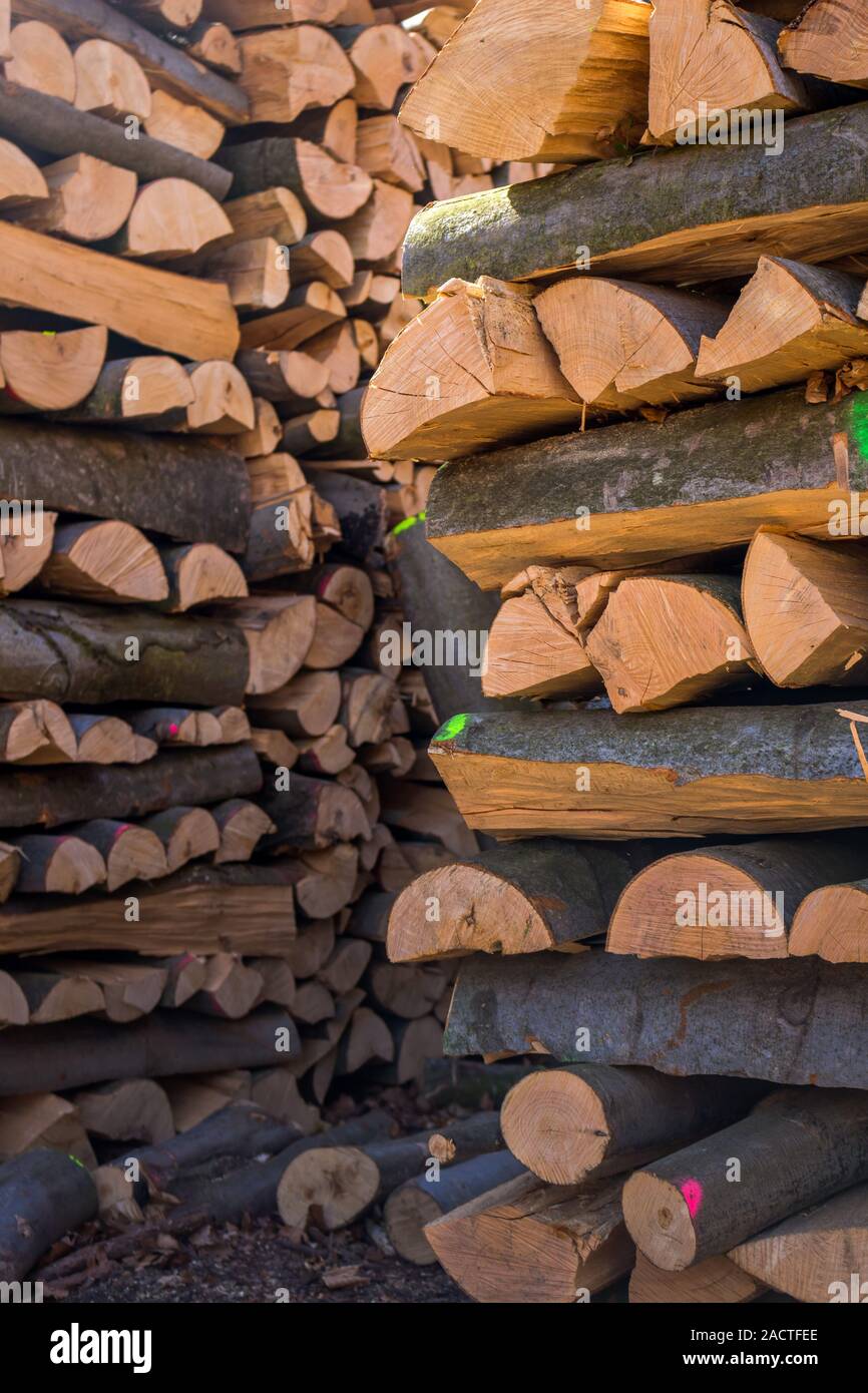 Trunks cut to size Stock Photo - Alamy