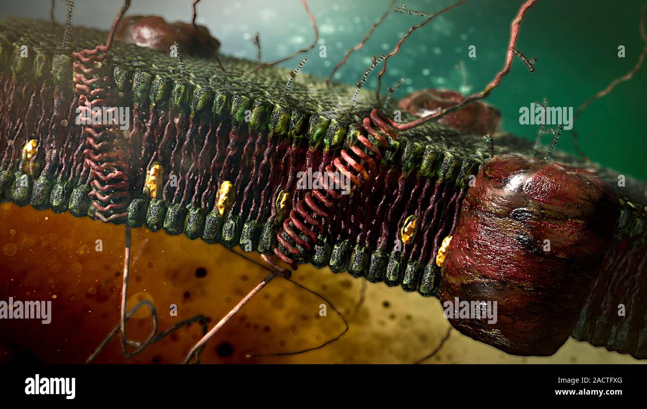 Cell membrane. Computer artwork of a section though a cell membrane ...