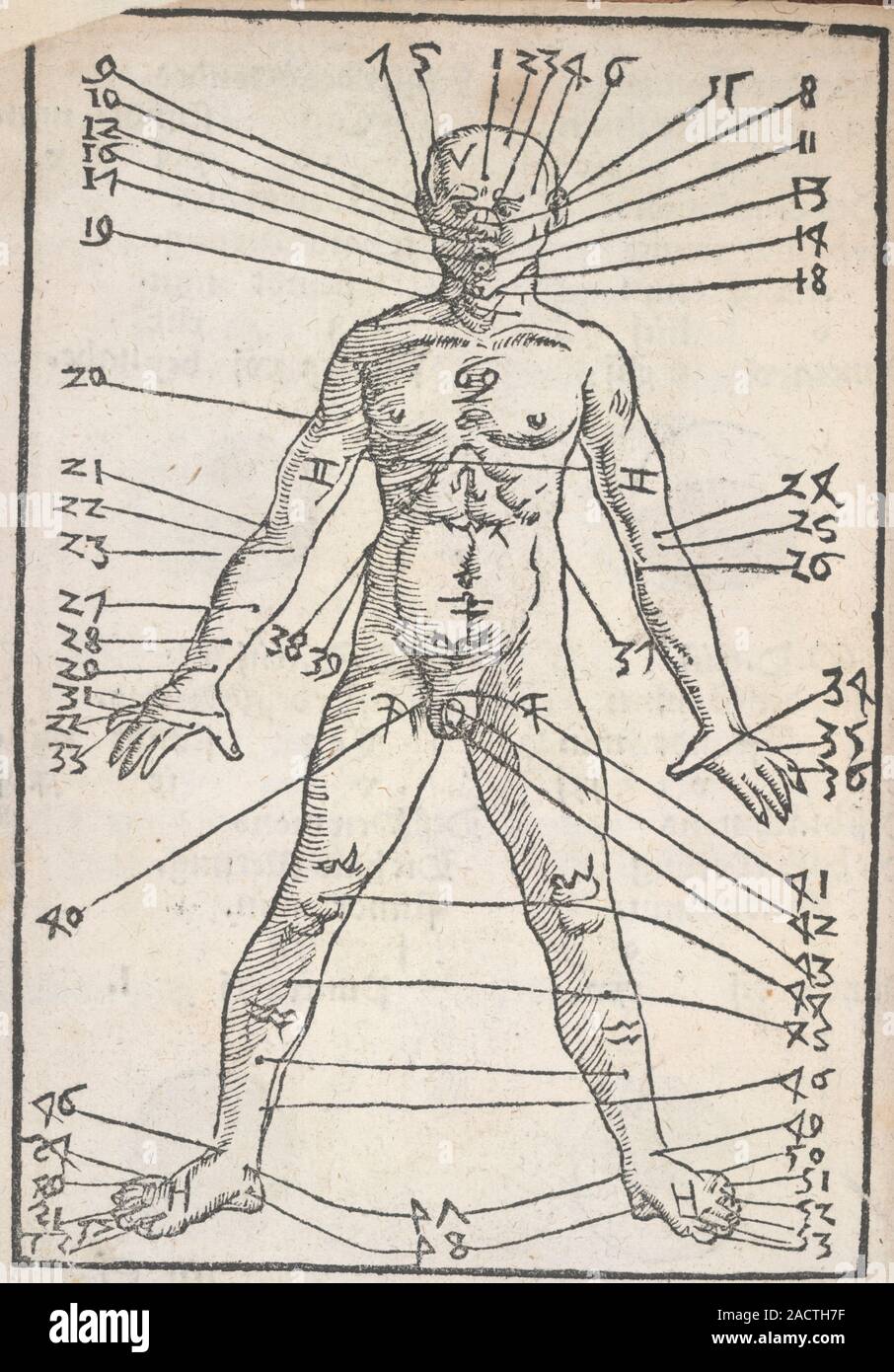 Male anatomy, A male figure annotated with numbers. Image taken from ...