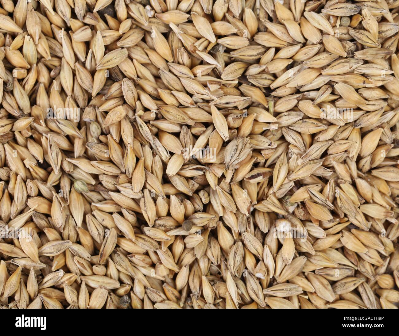 Pod wheat hi-res stock photography and images - Alamy