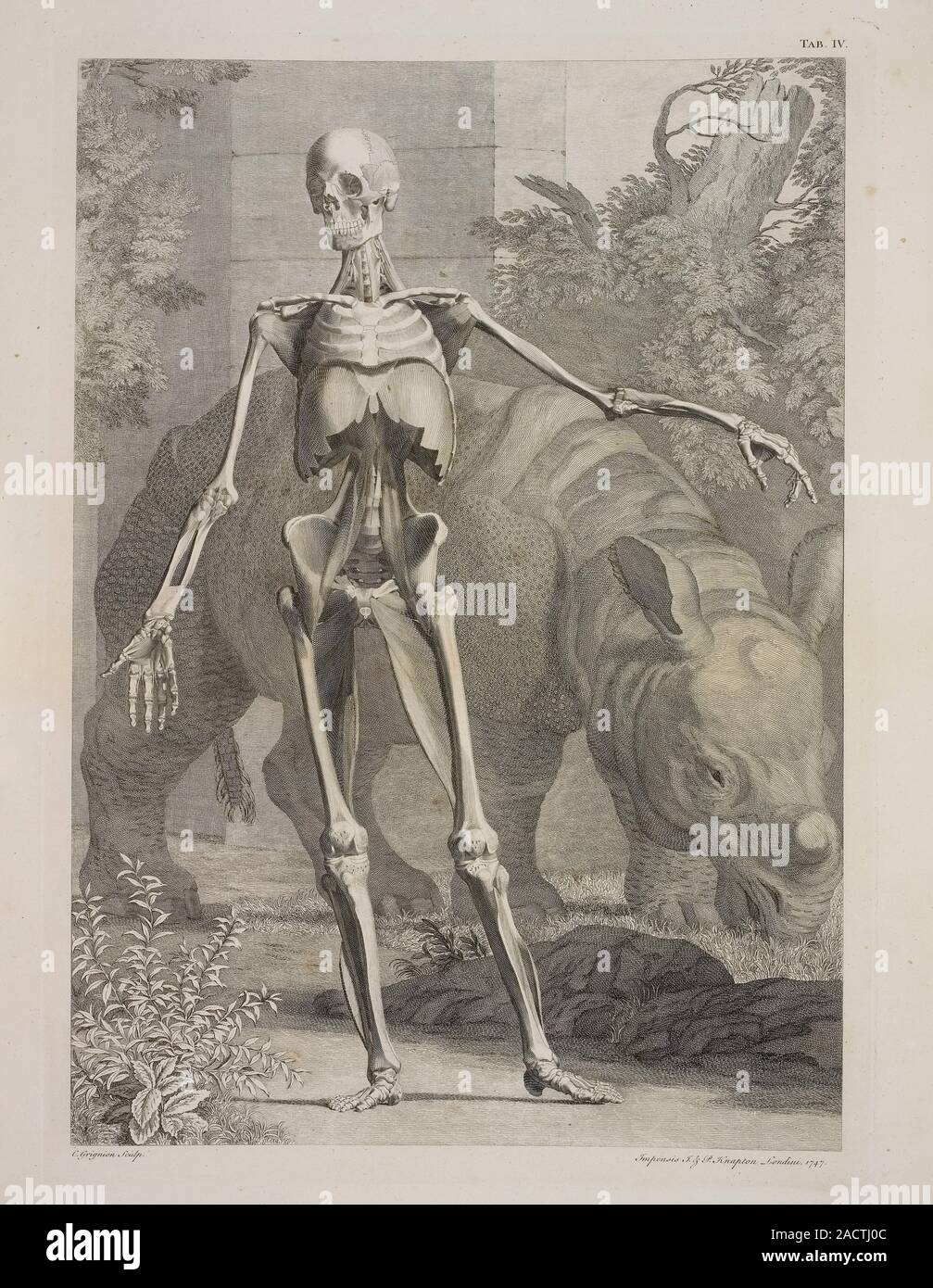 Anatomical drawing of a skeleton Author Bernardus Sigfried Albinus ...