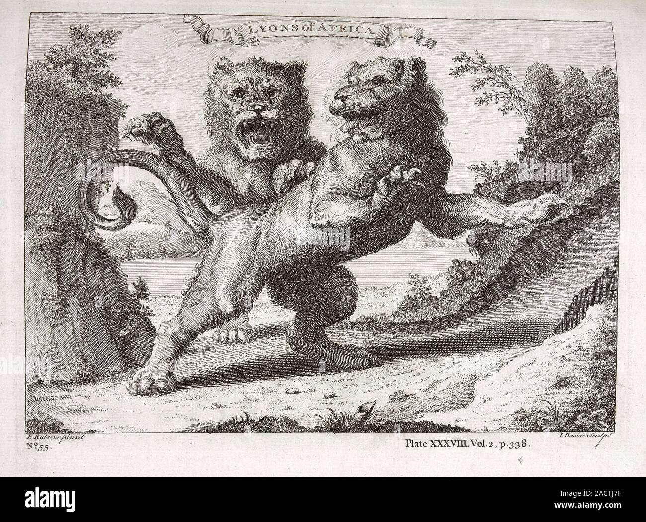 A drawing of two African lions Stock Photo - Alamy