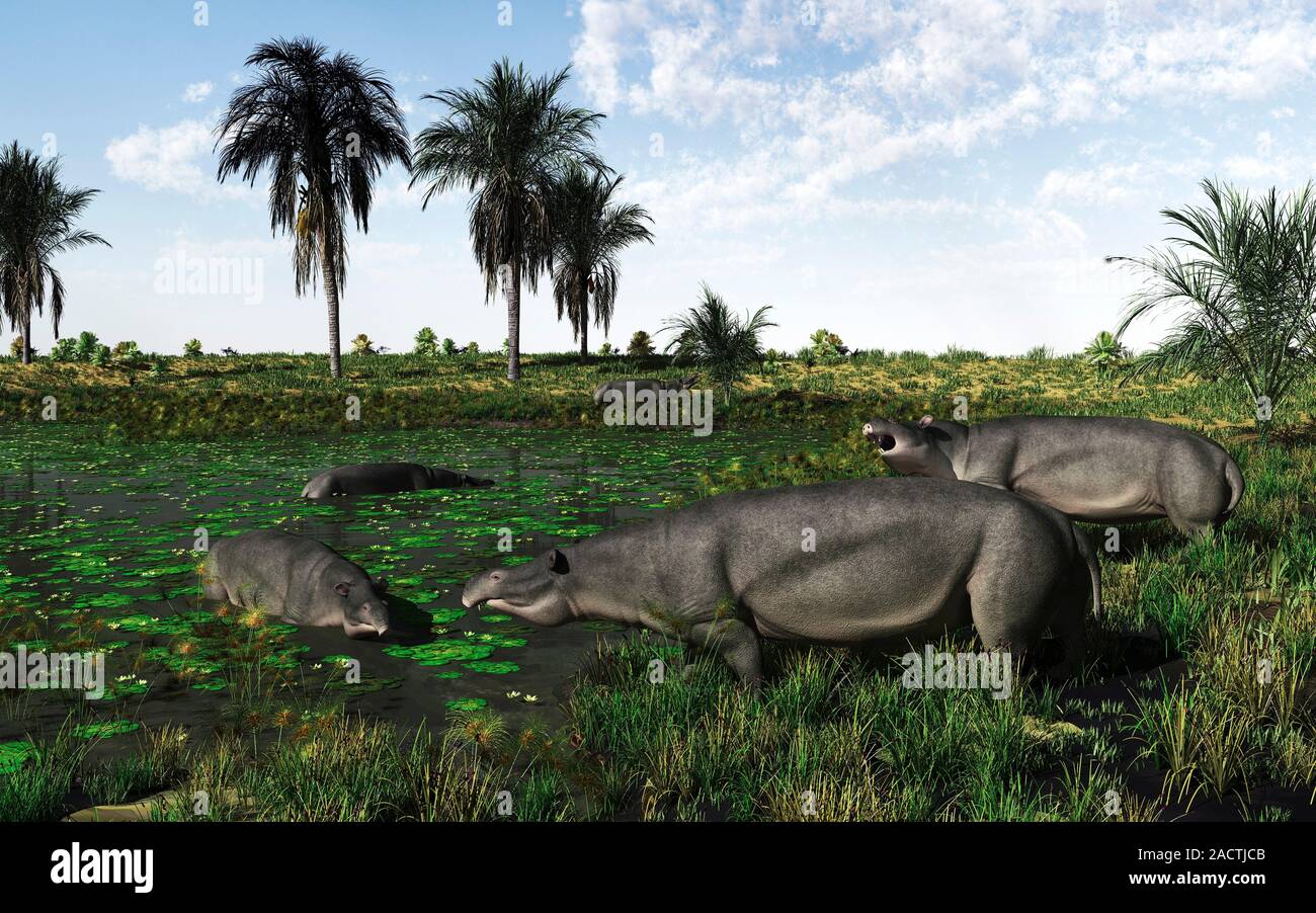 Moeritherium mammals. Artwork of proboscideans of the genus ...