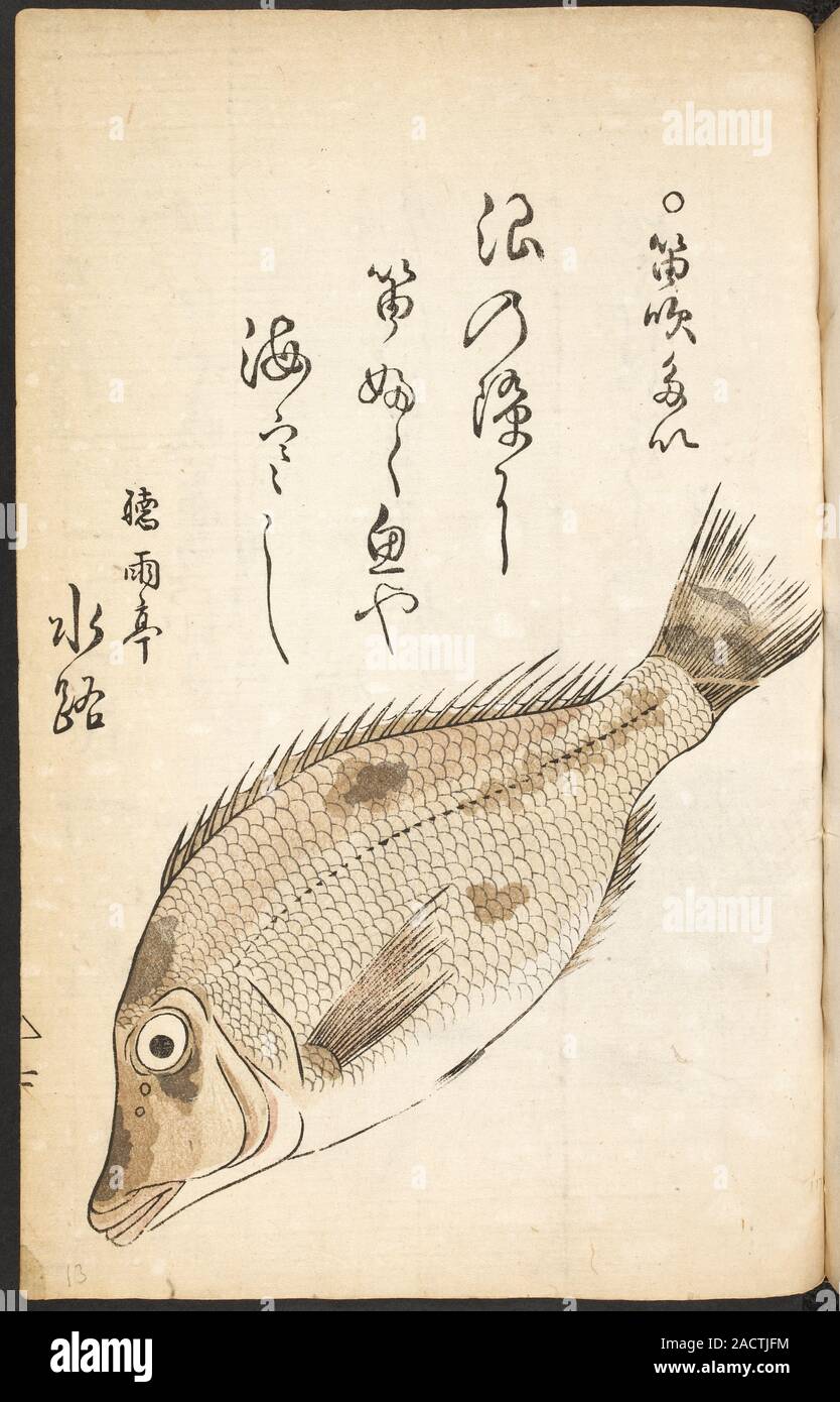 A fish Image taken from Umi no sachi (The Bounty of the Sea) Published ...
