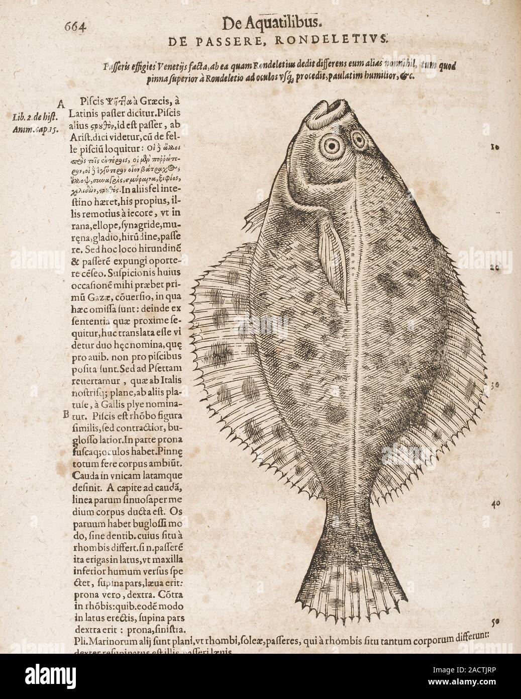Flounder fish. (C. Gesneri ... historia insectorum libellus, qui est de ...