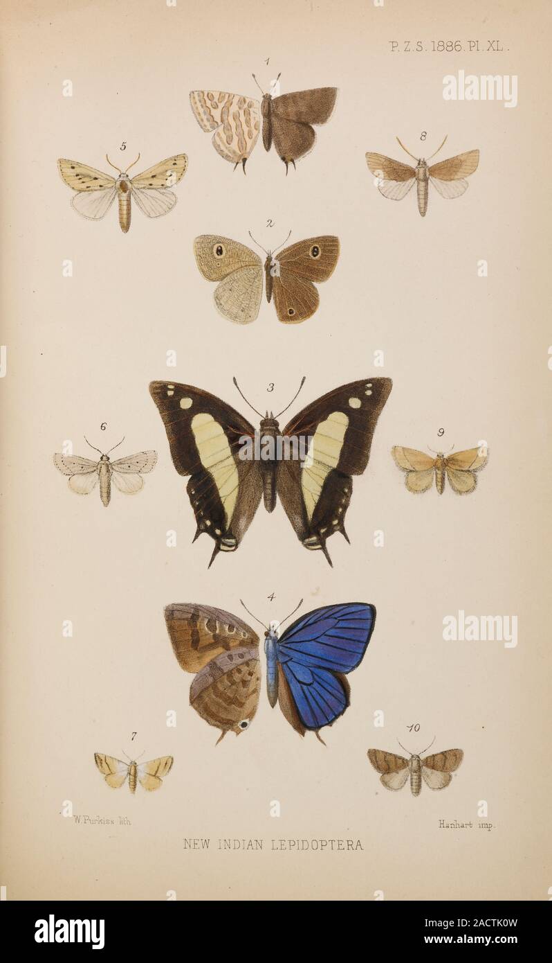 Drawing of Indian Butterflies Stock Photo - Alamy