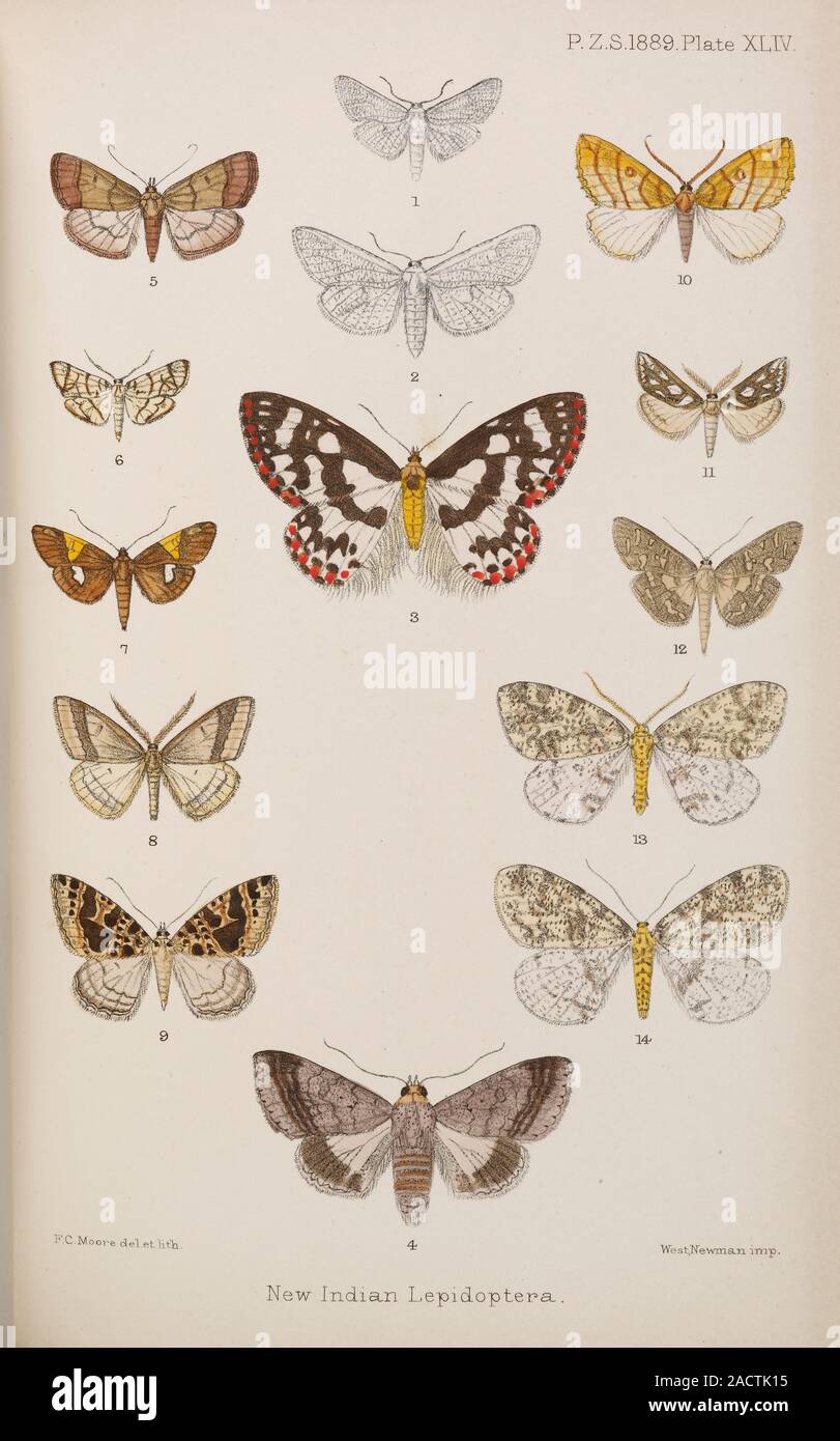 Drawing of Indian Butterflies Stock Photo - Alamy