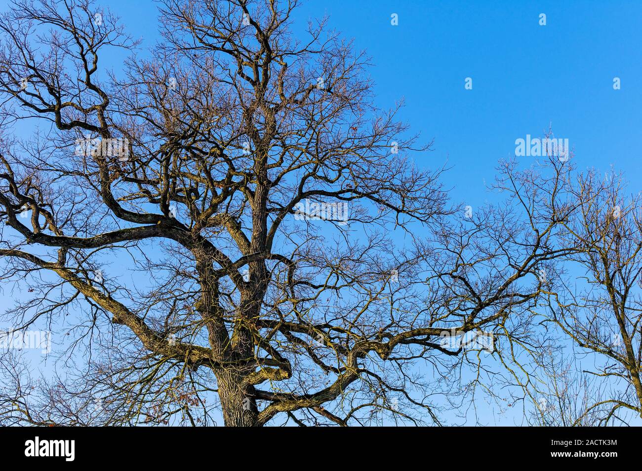 Tree and blue sky Stock Photo - Alamy
