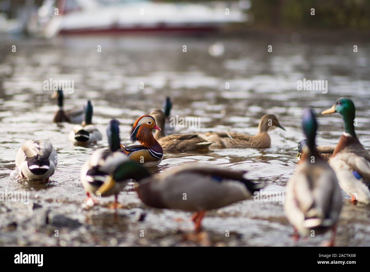 A colourful mandarin duck standing out from the mallard ducks Stock ...