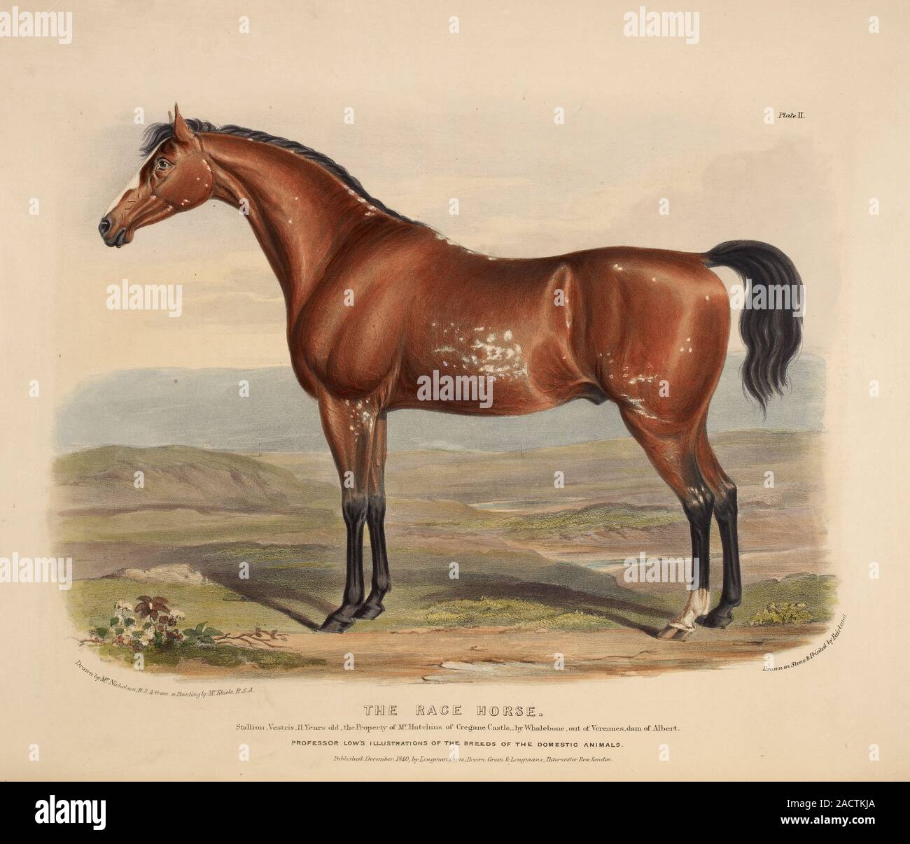 The Race Horse from the Breeds of the Domestic Animals. Author David ...