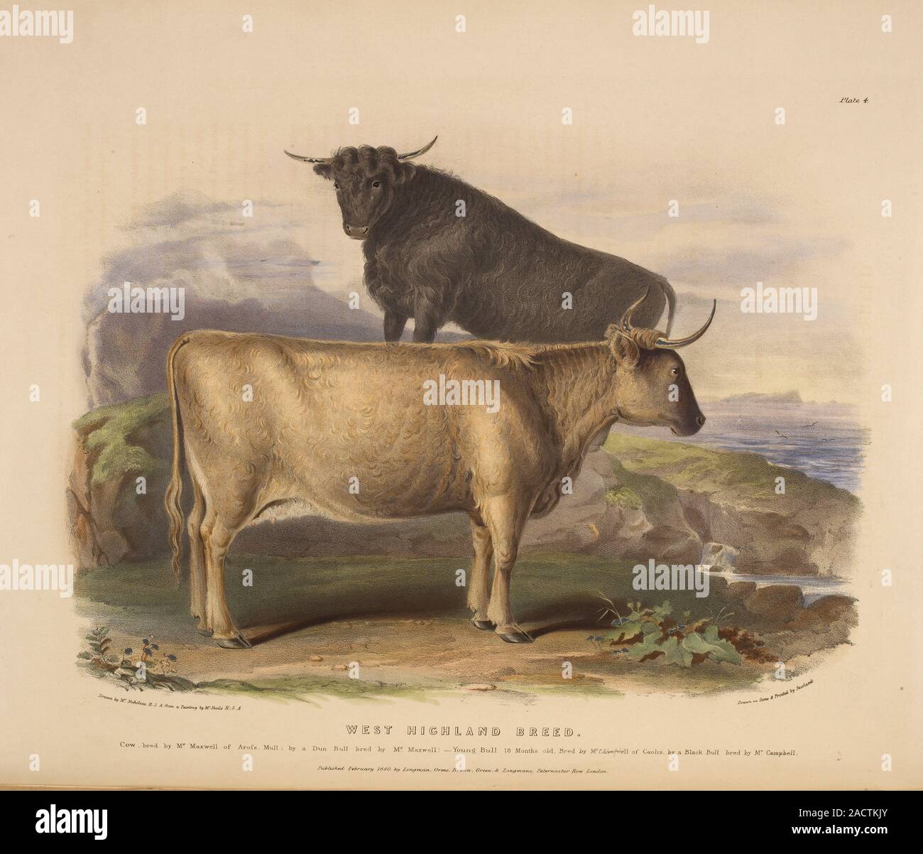 Wild or White Forest Breed from the Breeds of the Domestic Animals ...