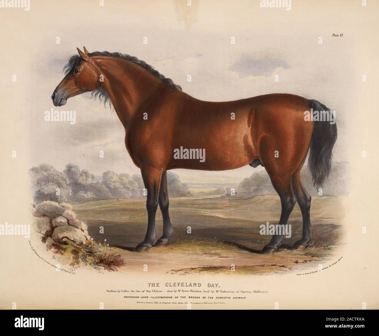 Polled Angus breed from the Breeds of the Domestic Animals. Author ...