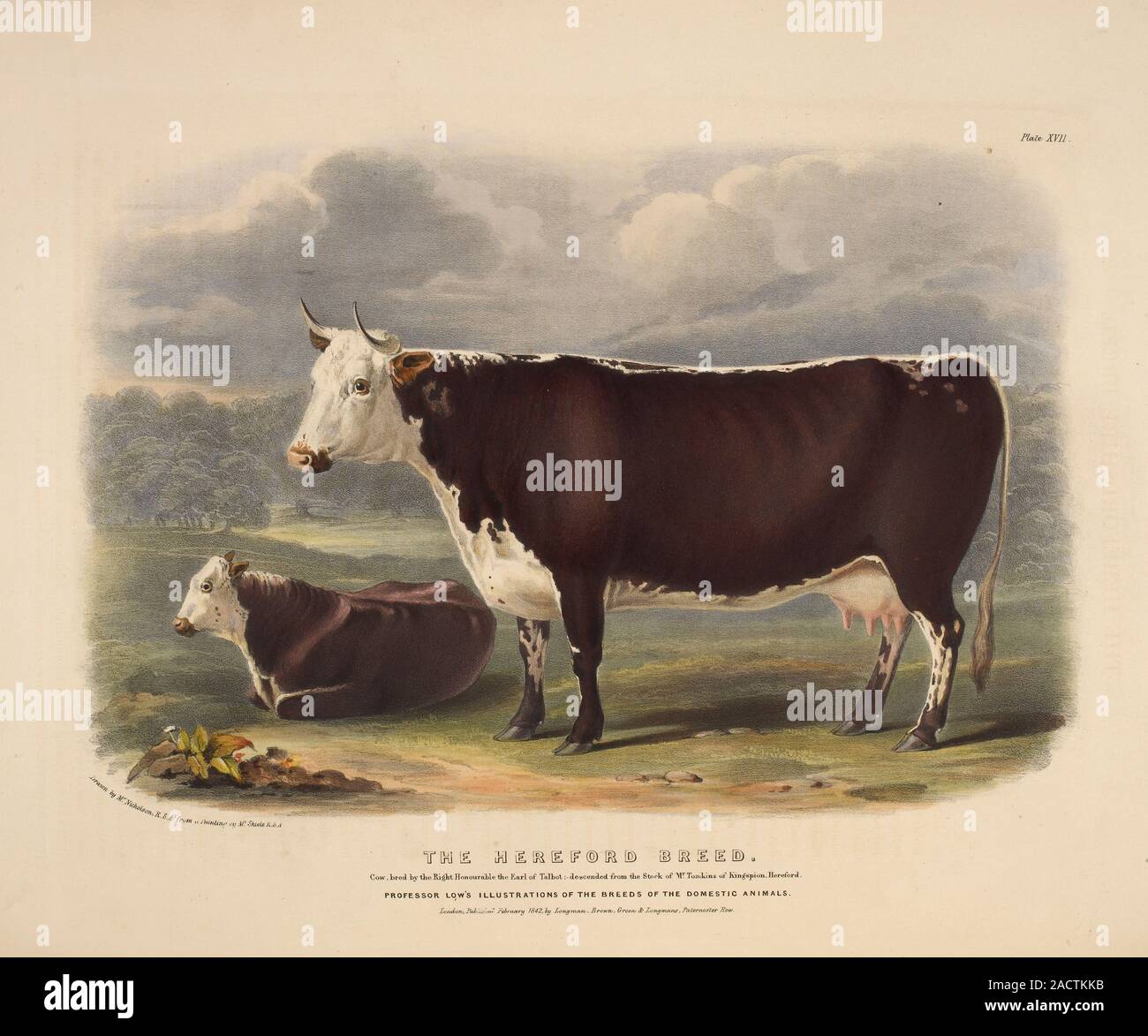 Galloway breed from the Breeds of the Domestic Animals. Author David ...