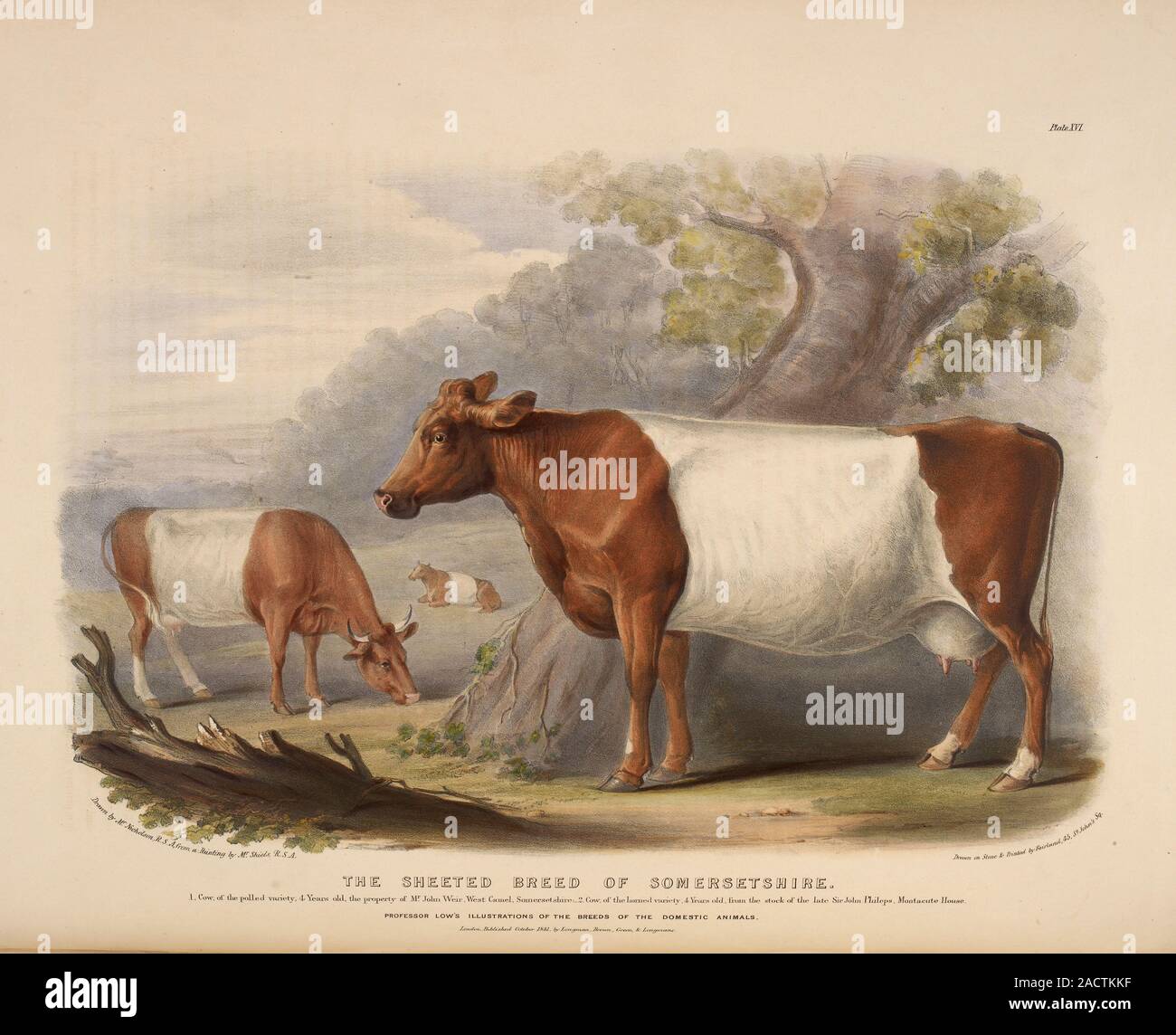 Polled Suffolk breed from the Breeds of the Domestic Animals. Author ...