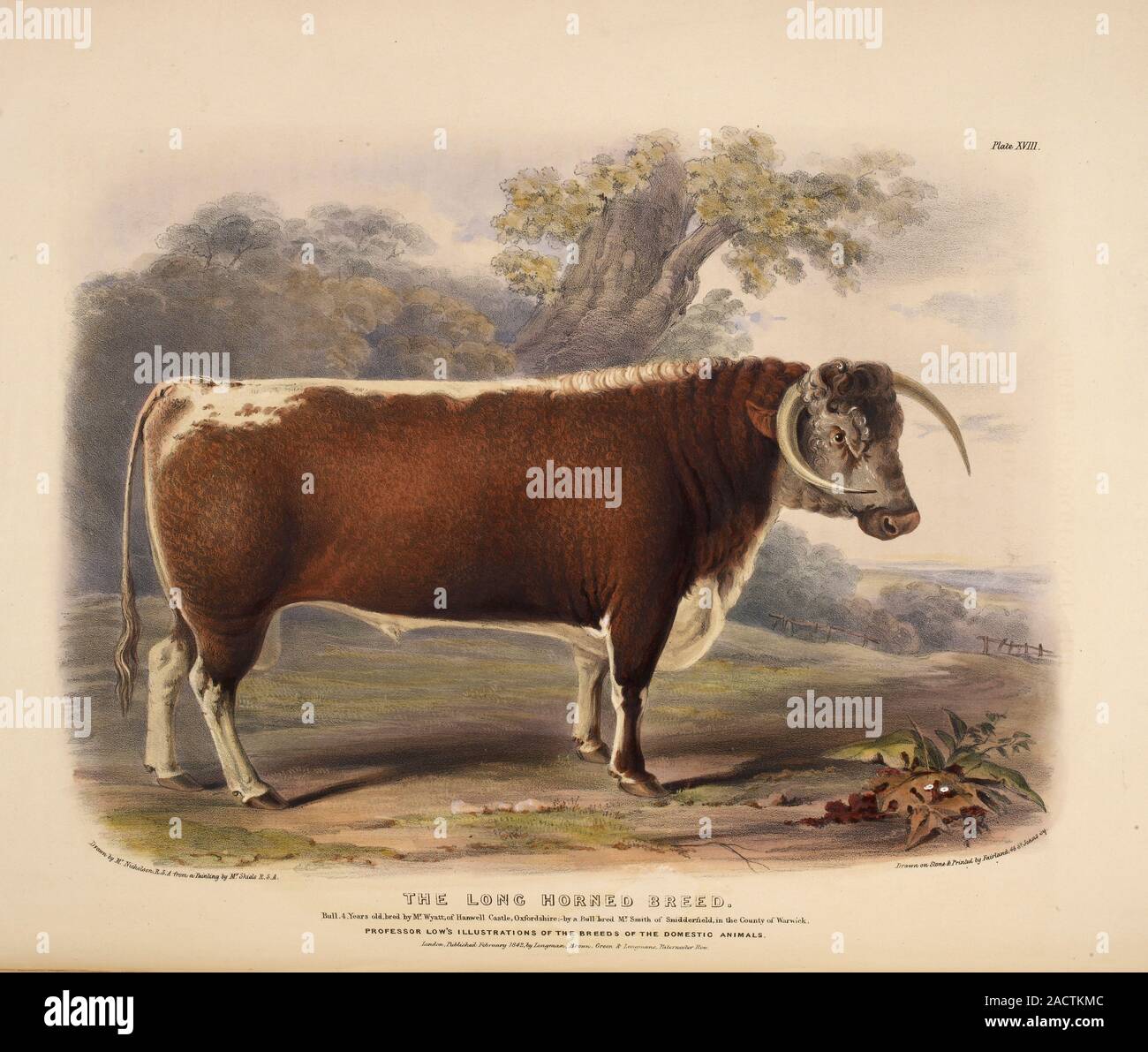 The short horned breed from the Breeds of the Domestic Animals. Author ...