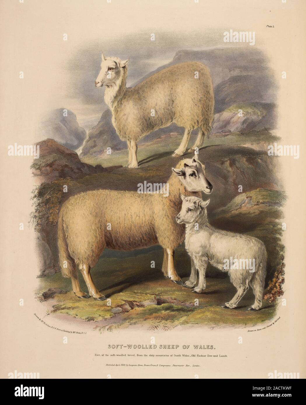 Soft woolled sheep of Wales, Author David Low, Illustrated by William ...