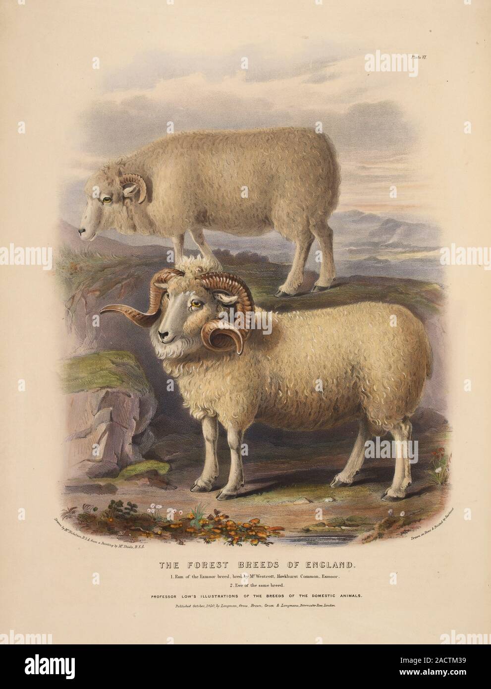 The forest breeds of England from Breeds of the Domestic Animals Stock ...