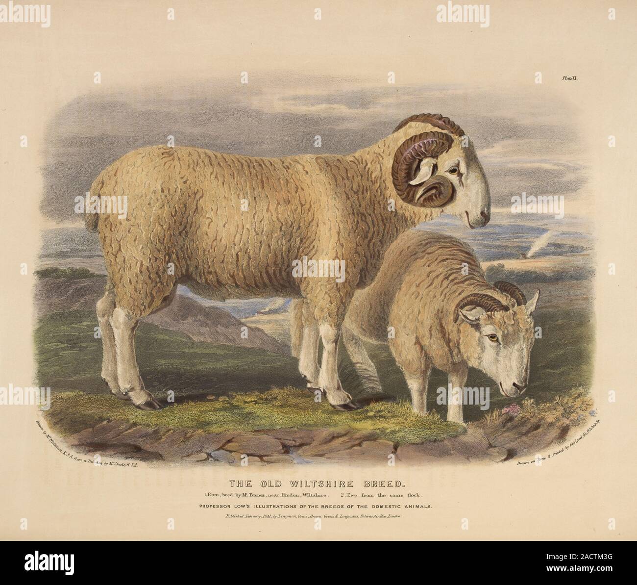 The old Wiltshire breed from Breeds of the Domestic Animals. Author ...