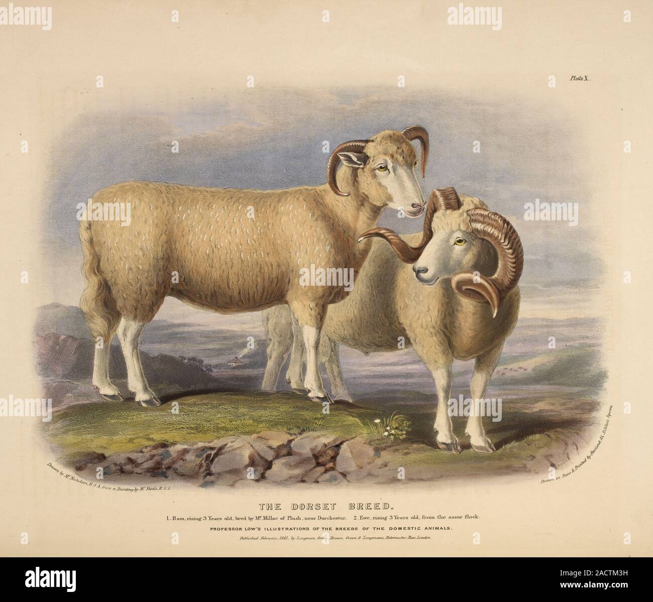 The Dorset breed from Breeds of the Domestic Animals. Author David Low ...