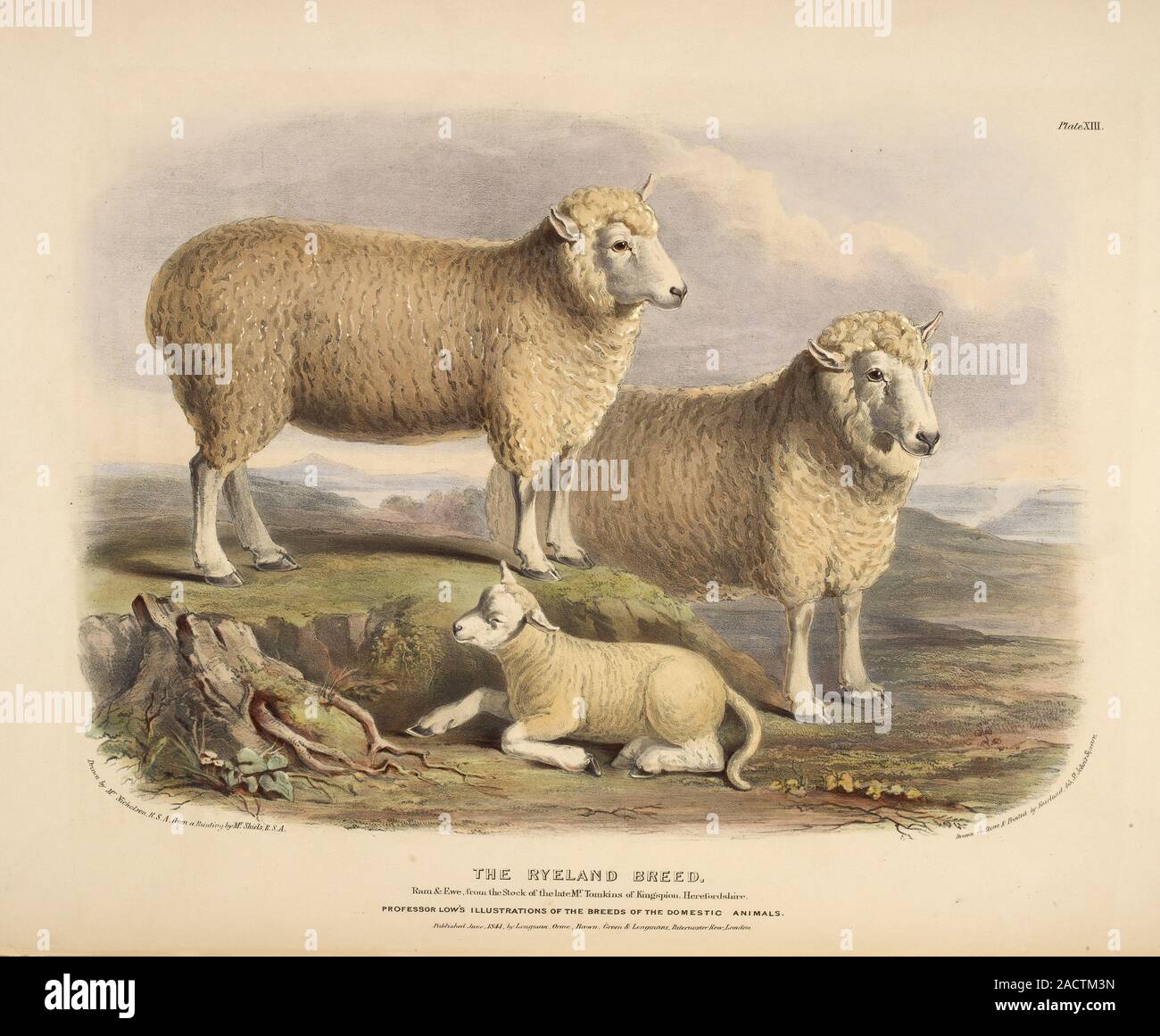 The Ryeland breed from Breeds of the Domestic Animals. Author David Low ...