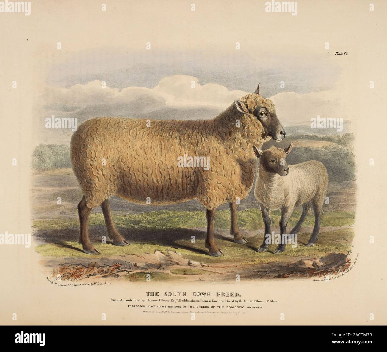 The South Down breed from Breeds of the Domestic Animals. Author David ...