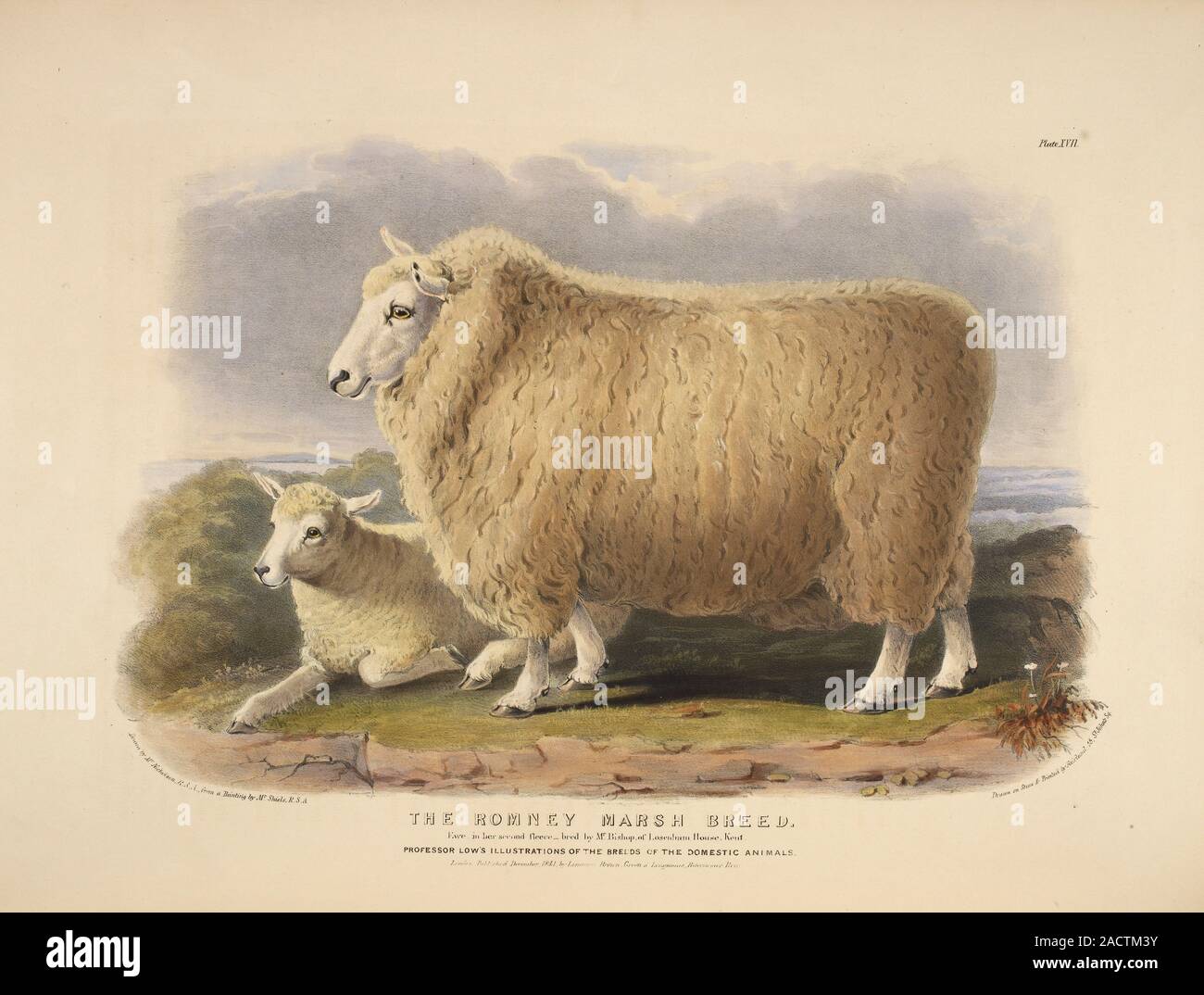 The Romney Marsh breed from Breeds of the Domestic Animals. Author ...