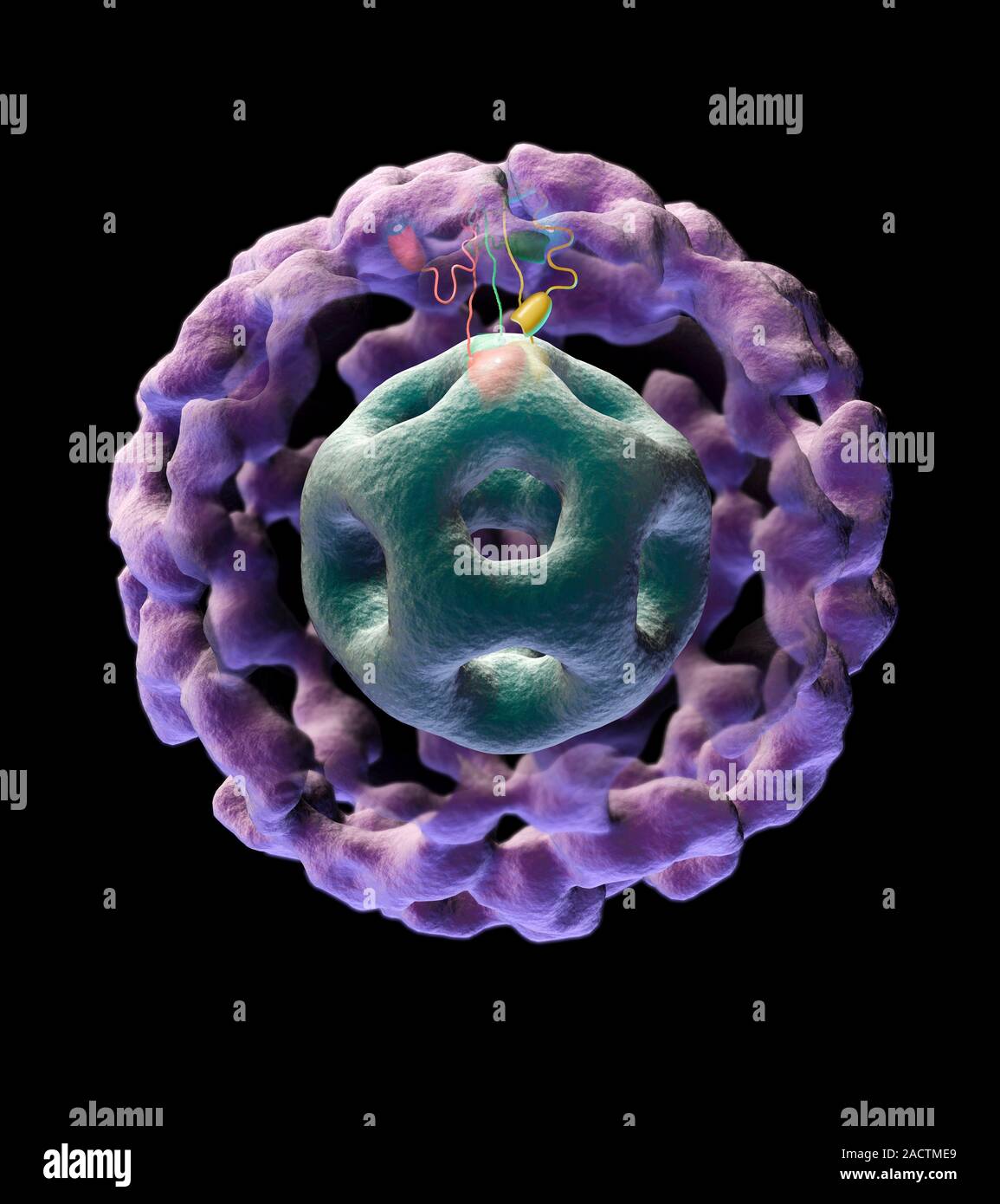 Pyruvate dehydrogenase complex, 3D model. This enzyme complex is ...
