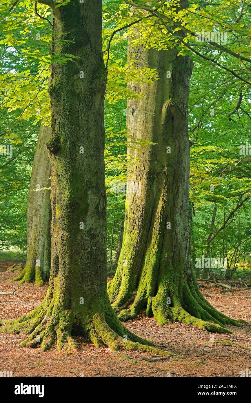 Beech forest. Beech trees (Fagus sp.) with moss-covered trunks ...