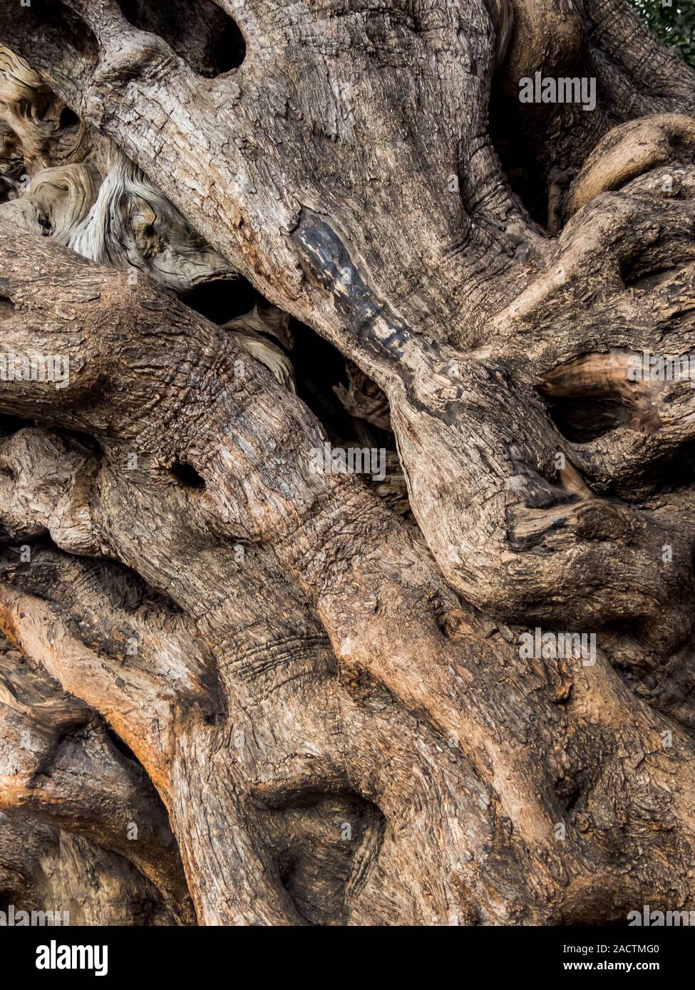 trunk of an old olive tree Stock Photo - Alamy