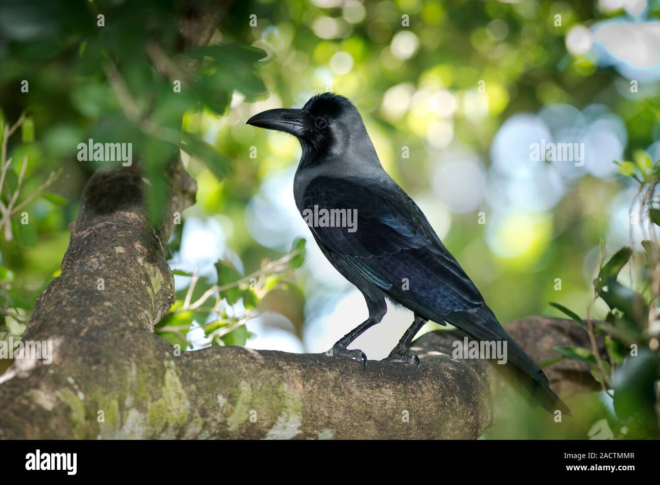 Indian Jungle Crow (Corvus culminatus) photographed in Yala national ...